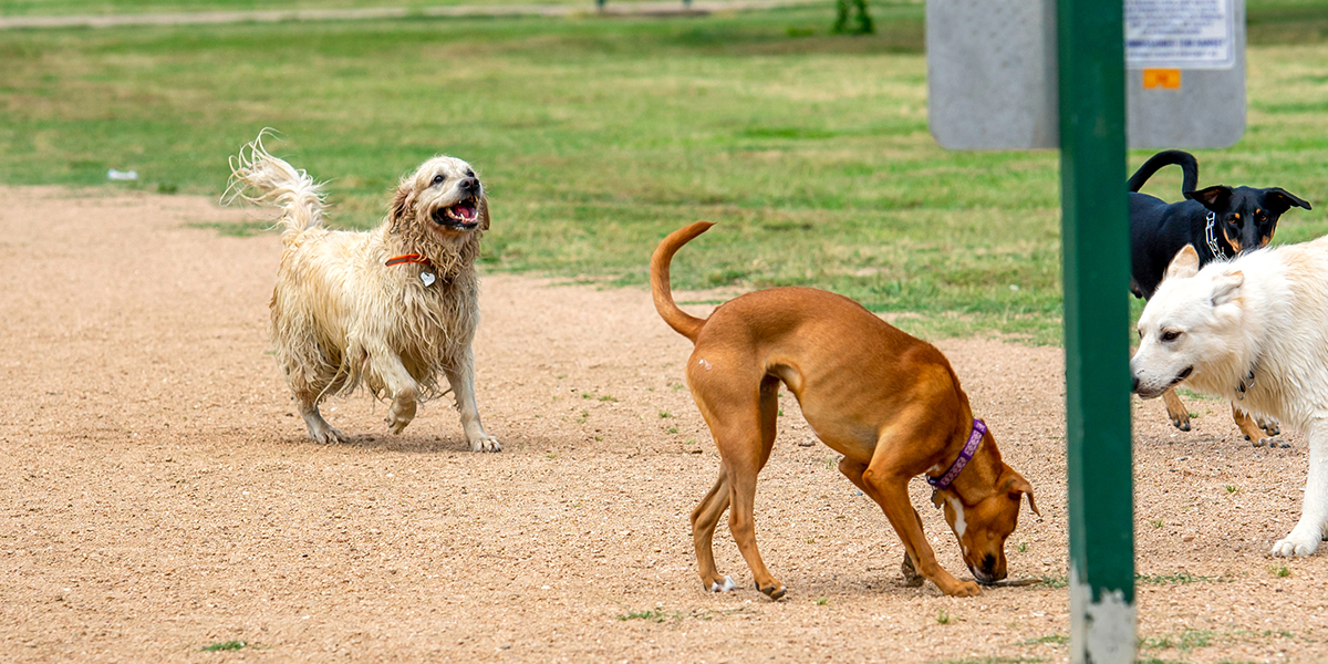Harris County Commissioner Precinct 4 > Explore > Dog Parks